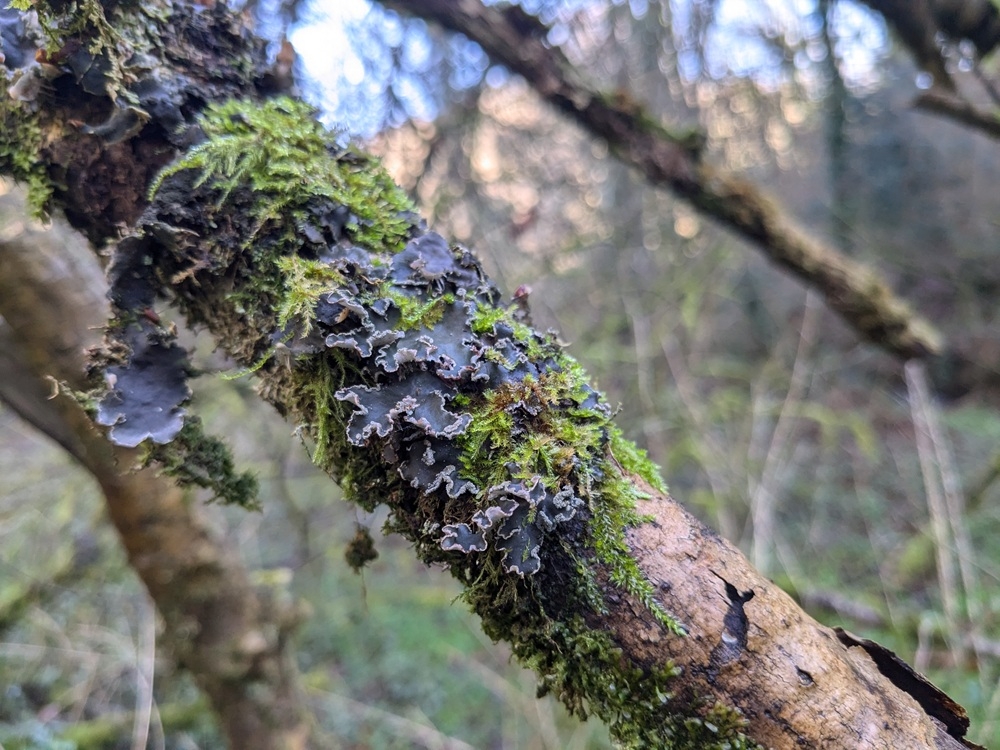 Temperate Rainforest Restoration Project | Cornwall Wildlife Trust